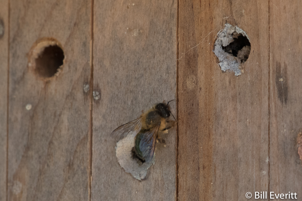 Native Bee Box | the Intown Hawk