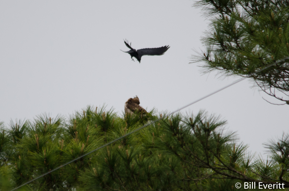 American Crow | the Intown Hawk