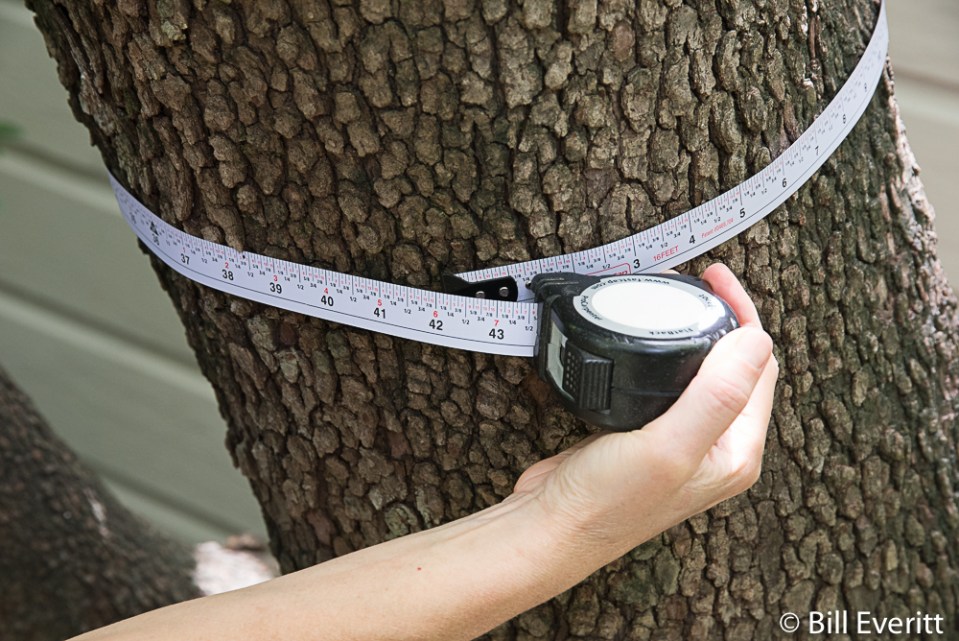 Tree Size and Age | the Intown Hawk