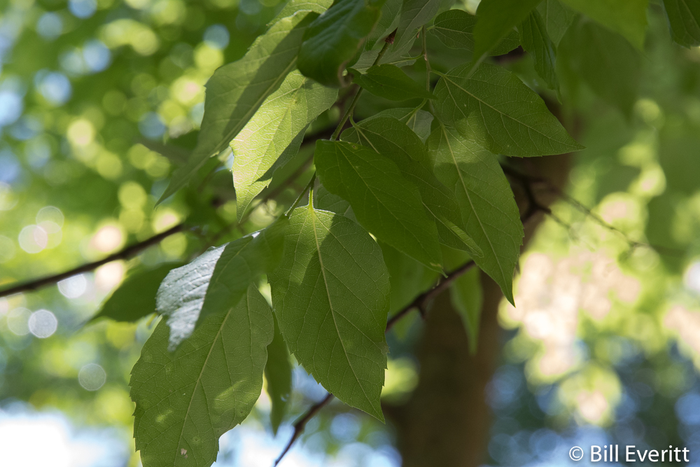 Monthly Journal – April, 2017 | the Intown Hawk